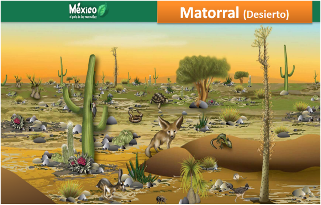 4° 05 DE NOVIEMBRE | Esc. Prim. "José Ma. Morelos y Pavón"